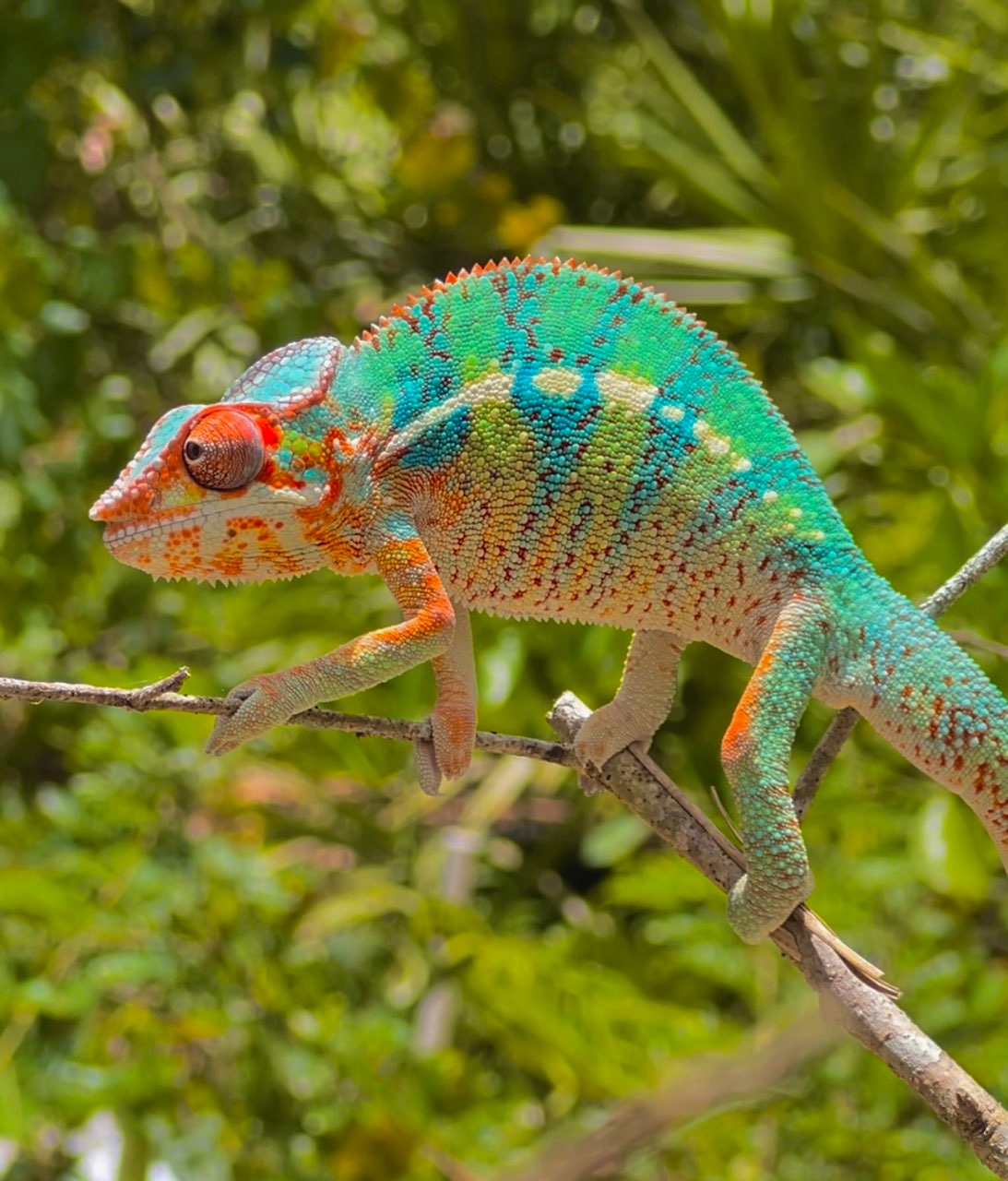 5mo Ambilobe Male, Super Blue, Lots Of Red Coming In. Gorgeous Powder ...