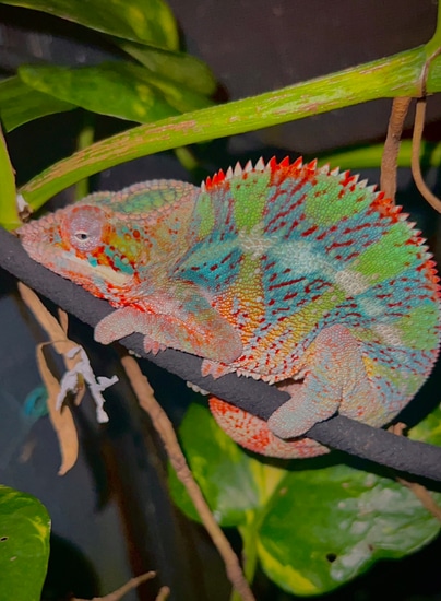 Gorgeous 6mo AMBILOBE Panther Chameleon Male- Meet Godzilla 🔥! by ...