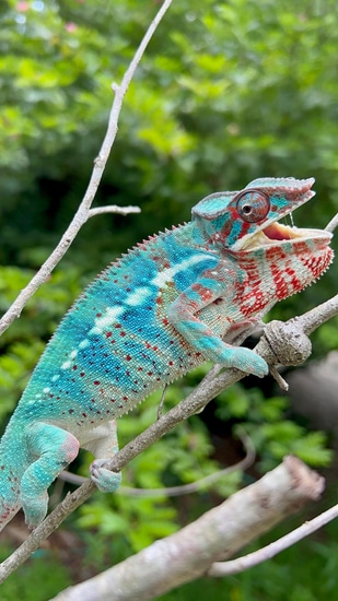 Red/White/ Blue!! 5mo AMBILOBE Panther Chameleon Male- Meet Superman ...