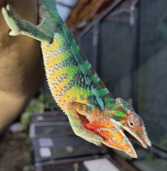 Gorgeous 6mo AMBILOBE Panther Chameleon Male- Meet Godzilla 🔥! by ...
