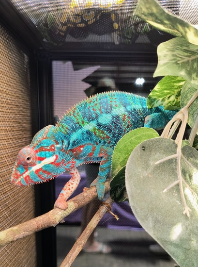 Gorgeous 6 Months Old 🔥 Meet Neon- He Is Literally So Bright Blue ...