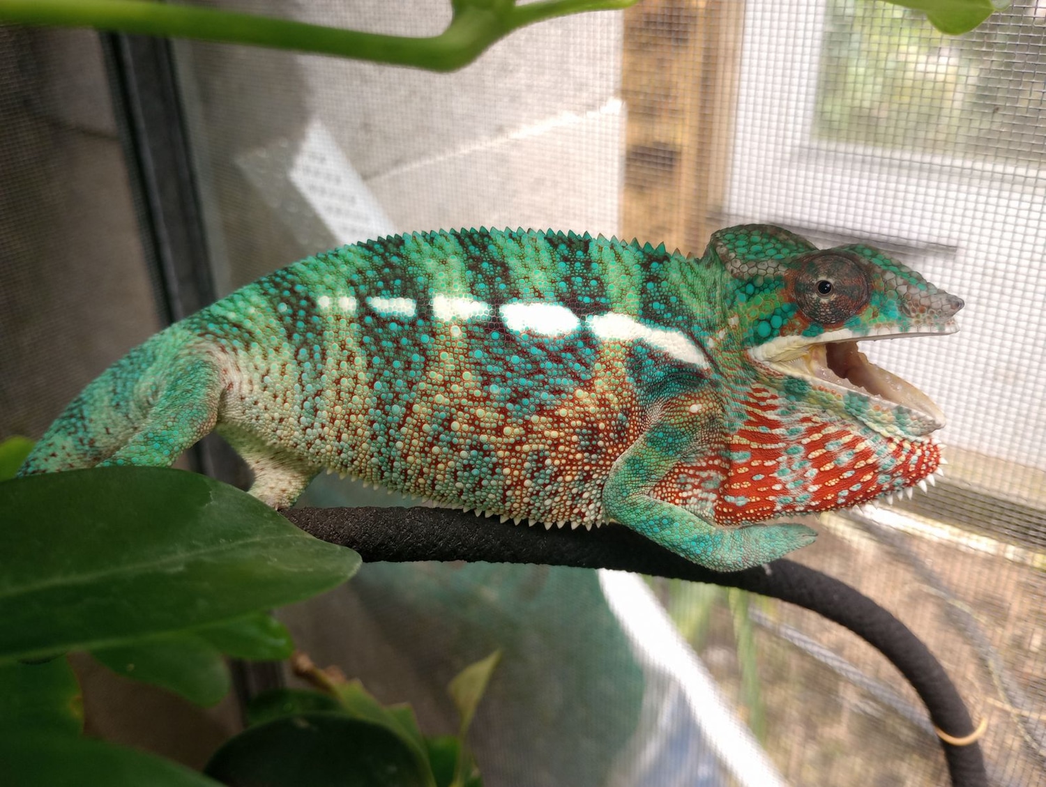 5 Months Old YBBB Ambilobe - Meet Rainbow 🌈 Prism, Beautiful Boy ...