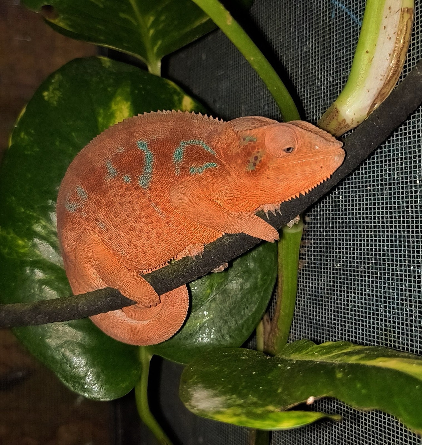 RBBB 🩷 Ready To Breed 🩷 Magnificent Female Ambilobe, Meet Sweet Glinda ...