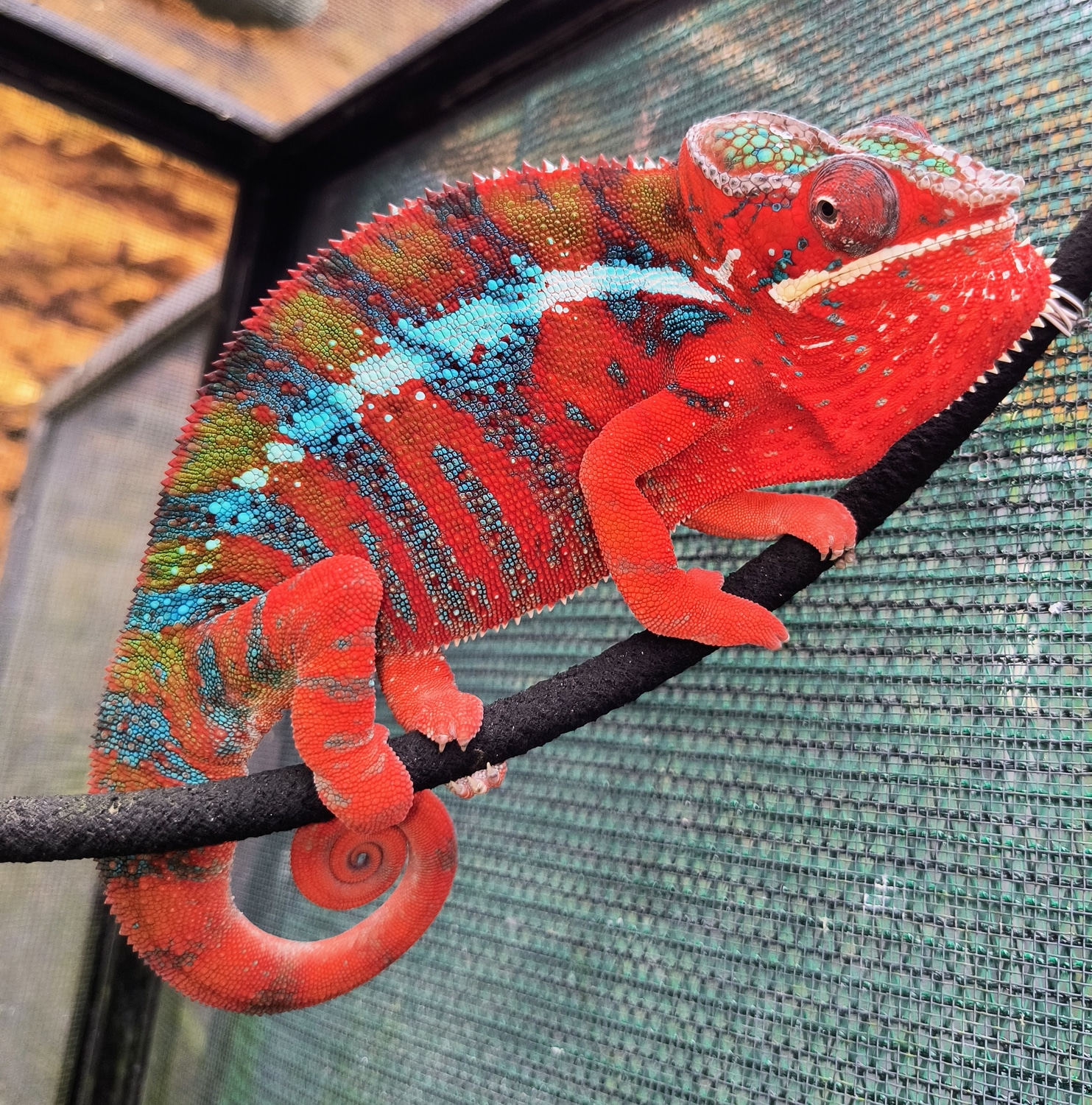 Light My Fire!! 🔥🔥 Wowzer, Check Out Diablo!👹 Panther Chameleon by ...