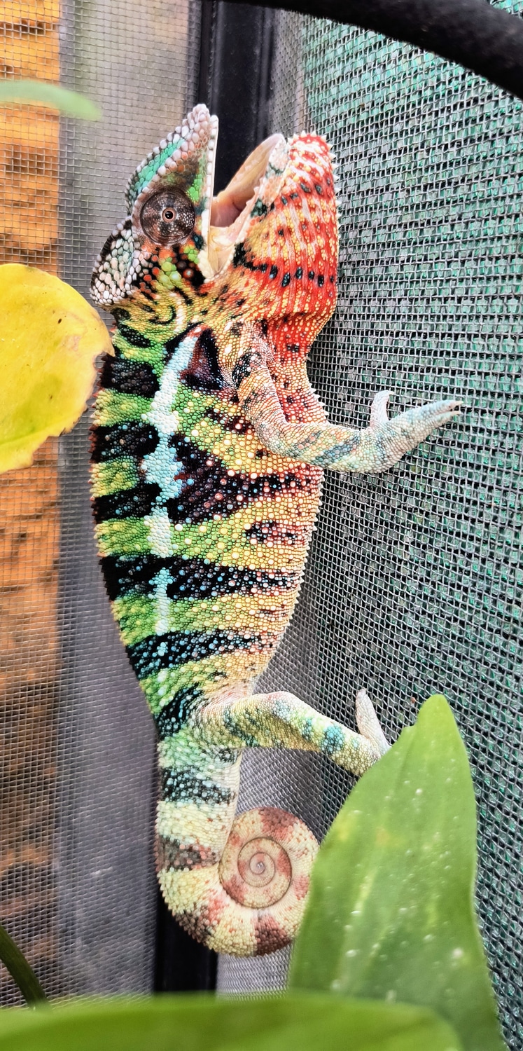 Incredible Colors 🌈 Meet Meanie Greenie 🐸 Panther Chameleon by ...