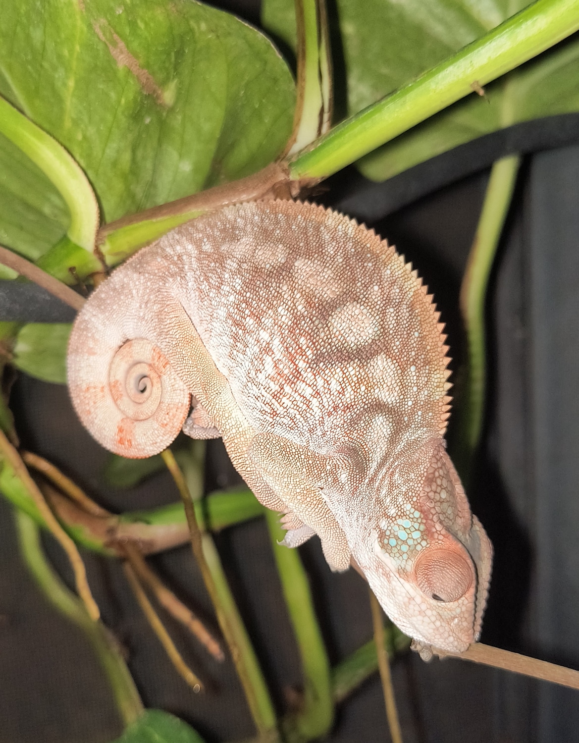 5.5 Months Old RBBB Female Ambilobe Panther Chameleon- Meet Elvira 🦇♥️ ...