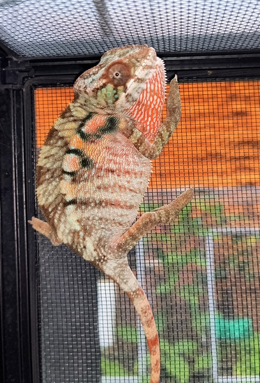 Gorgeous 😍 YBBB Ambilobe Female 💕 Meet Our Sweet 🧁 Sally Panther ...