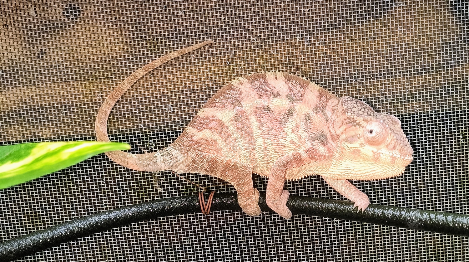 Sweet 🎂 Clarice 🦌 RBBB 🩷 FEMALE Panther Chameleon by Kaleidoscope ...