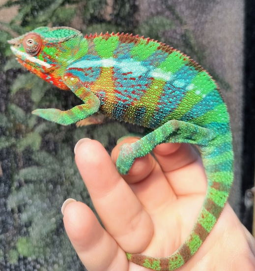 Meet Our Incredible Mr. Cosmo 🌈 This Little Guy Is Incredible 🔥 6 ...