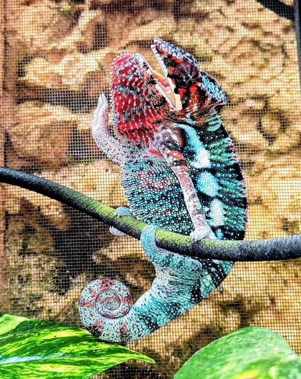 Meet Little Chunky Monkey 🐒 Solid 6 Months Old 🔥 Panther Chameleon by ...