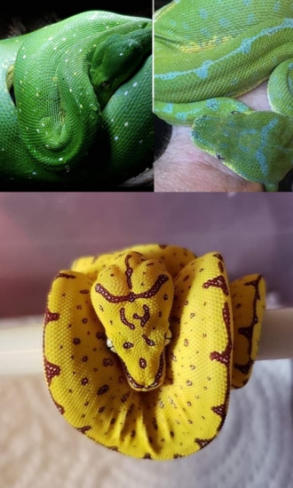 2019 USCBB Designer Neo Green Tree Python by Laramie River Reptiles LLC
