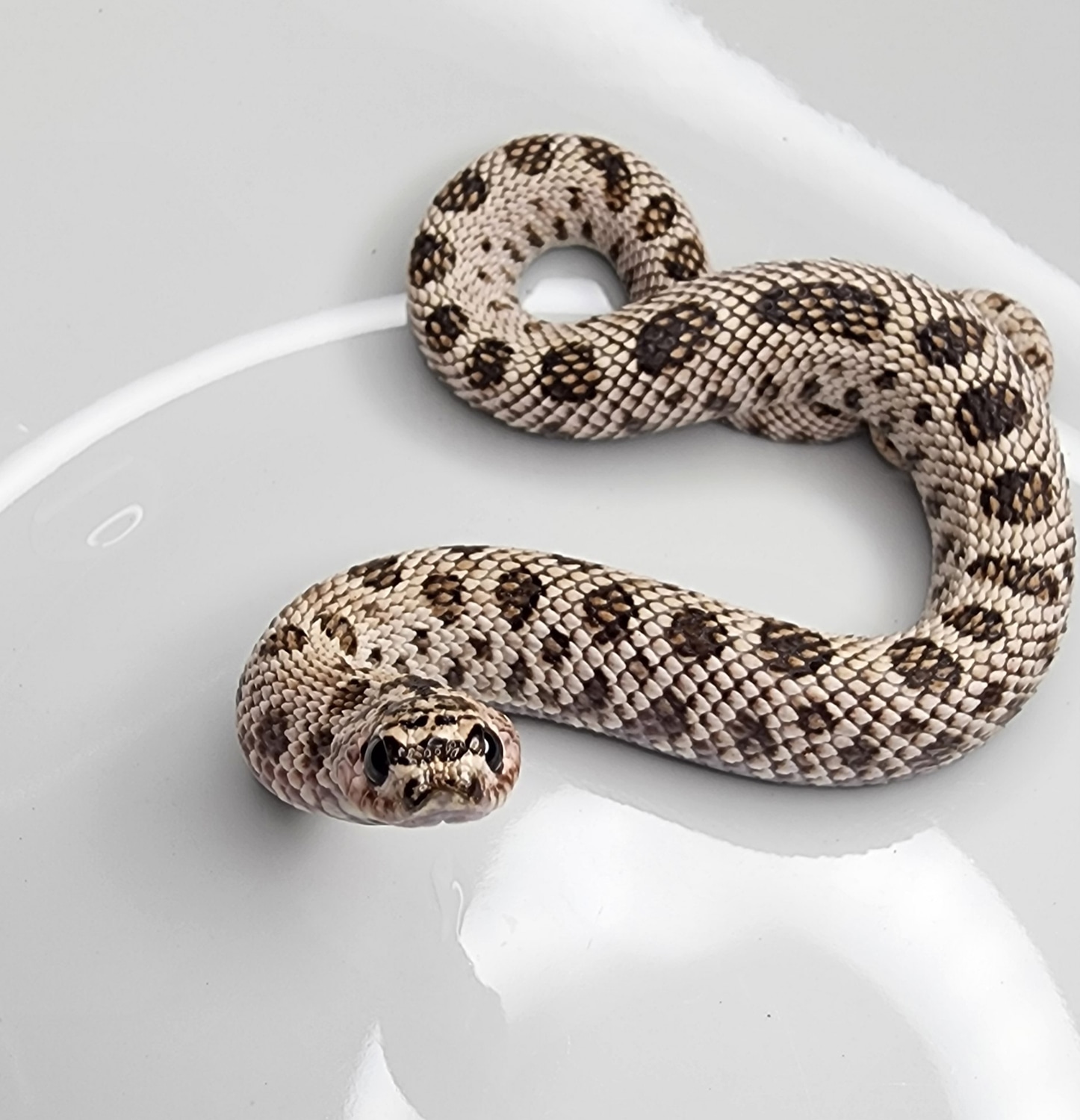 PINK! Super Arctic Conda Pos Het Toffeeglo Western Hognose by Laramie ...