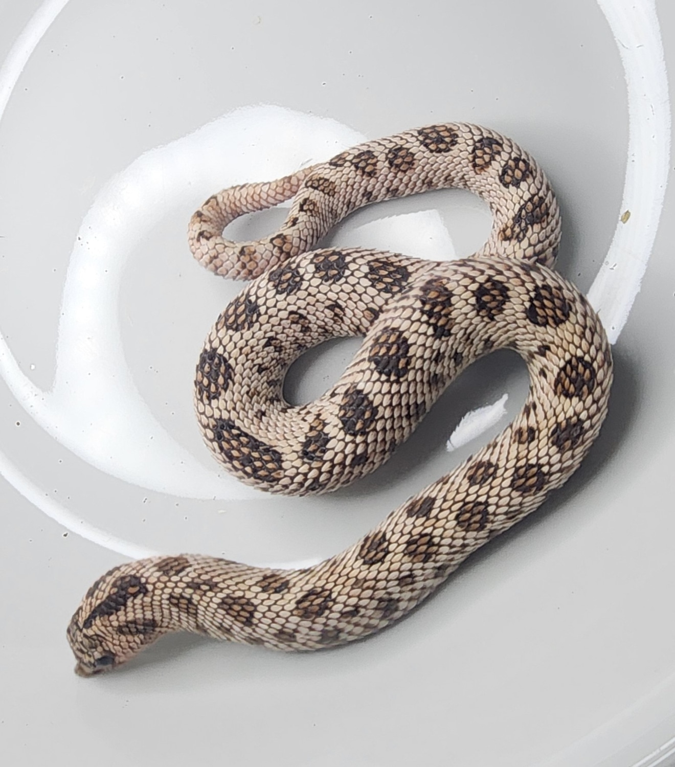 Super Arctic Conda Pos Het Toffeeglo Western Hognose by Laramie River ...