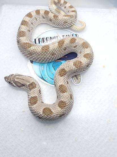 RBE Pastel Conda Het Toffeeglo Brumated! Western Hognose by Laramie ...