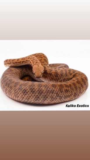 High Red Anthill Pygmy Pythons (Proven Breeders) by Kaliko Exotics