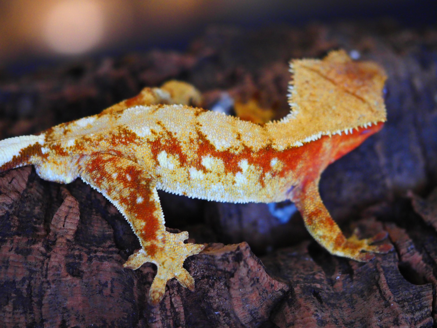 Spartan2 Red Tri Color Crested Gecko by Lady Buggs Extreme Geckos ...