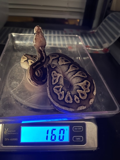 Cinnamon Pastel Mojave Ball Python by Rod’s Exotics
