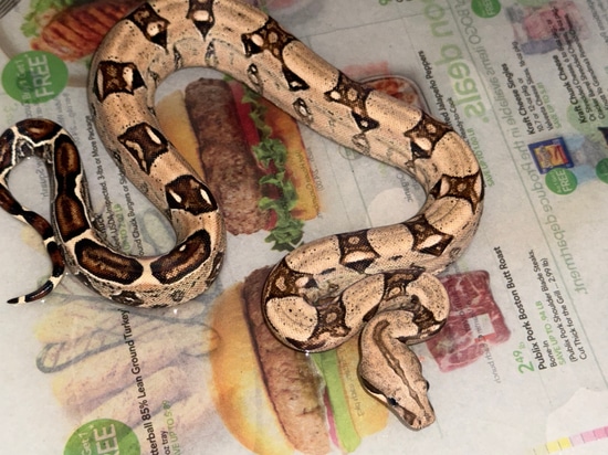 Colombian Red Tail Boa 66% Het Anery Boa Constrictor by Kamerin exotics