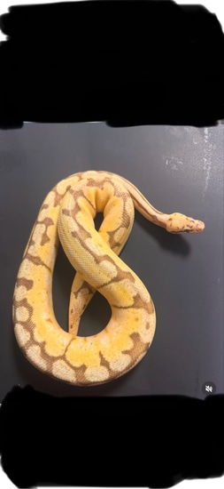 Firebee Ball Python by Kamerin exotics