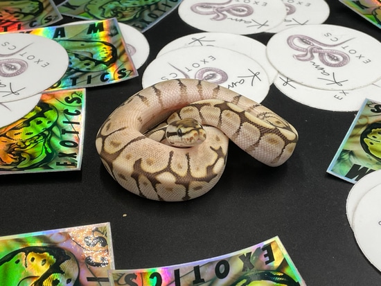 Lesser Bee Ball Python by KamExotics