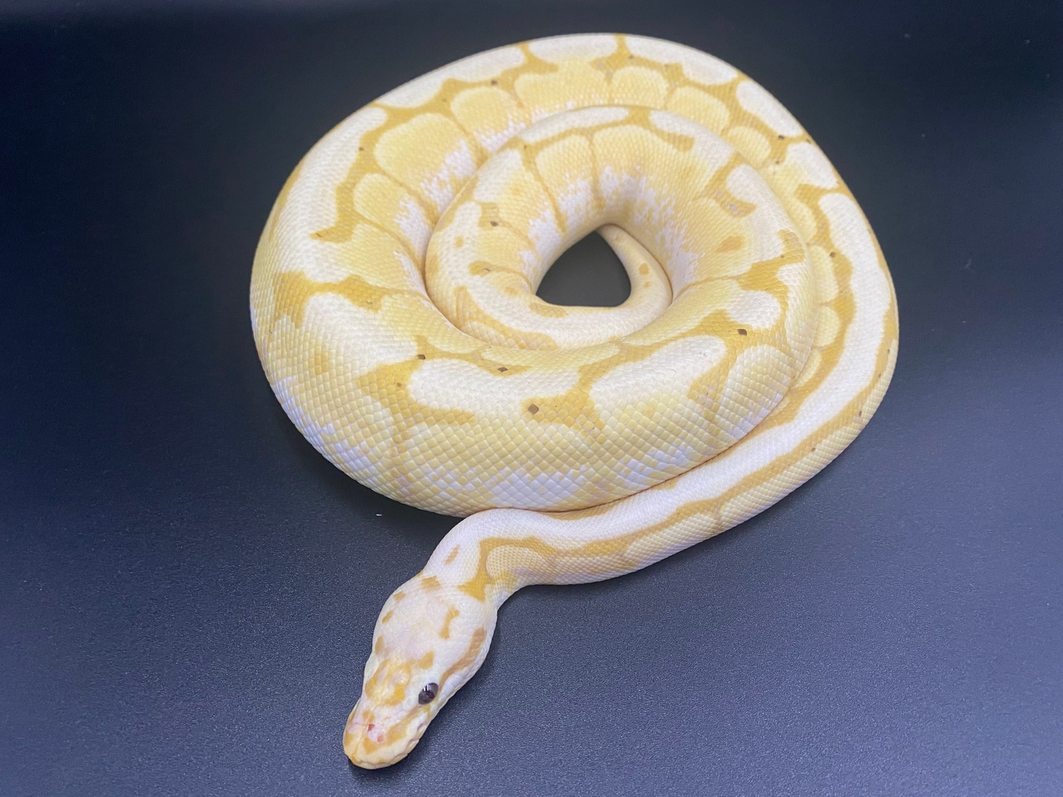 Banana Bee Ball Python by KamExotics - MorphMarket