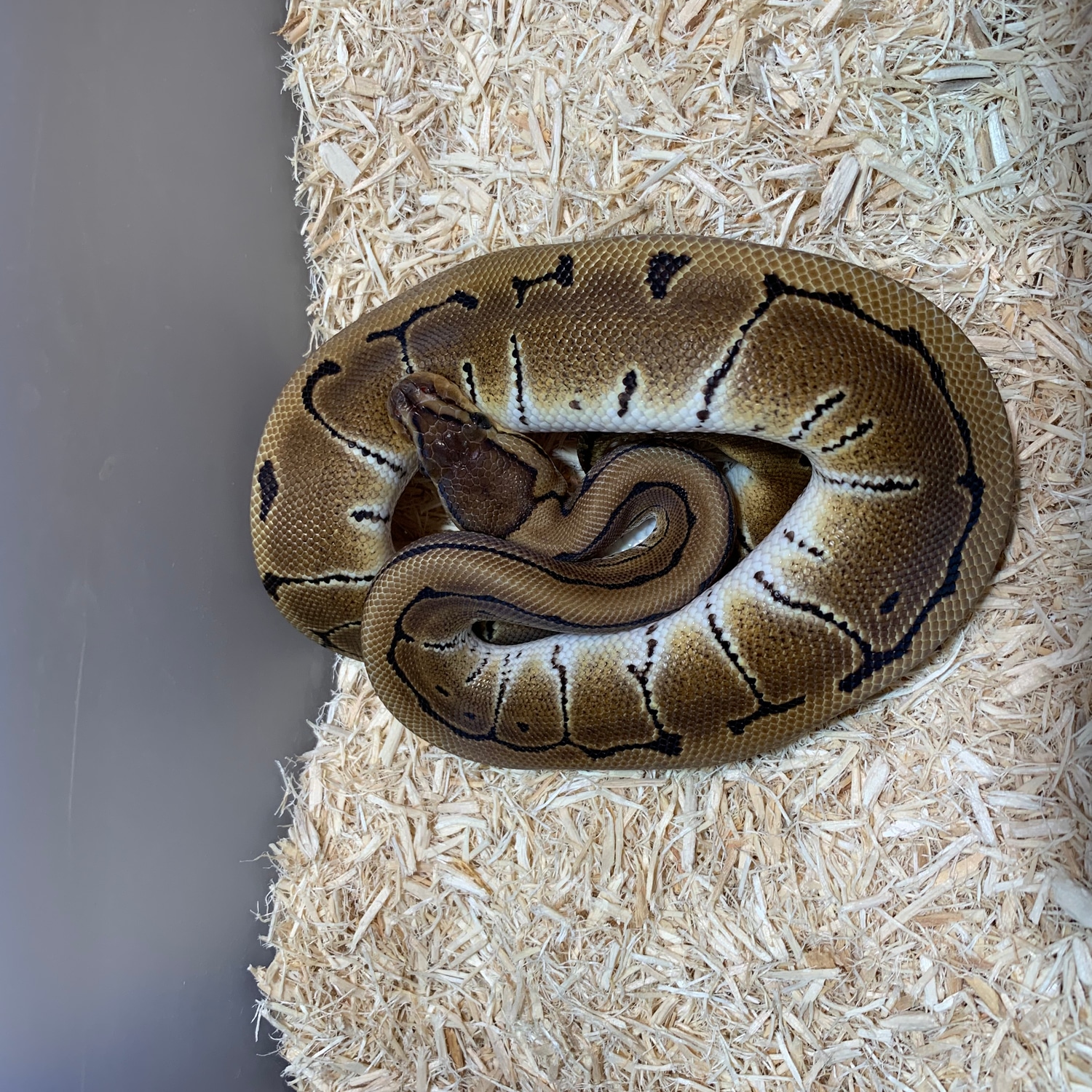 Blade Pinstripe Het Clown Ball Python by Trea Haus Rats & Reptiles ...