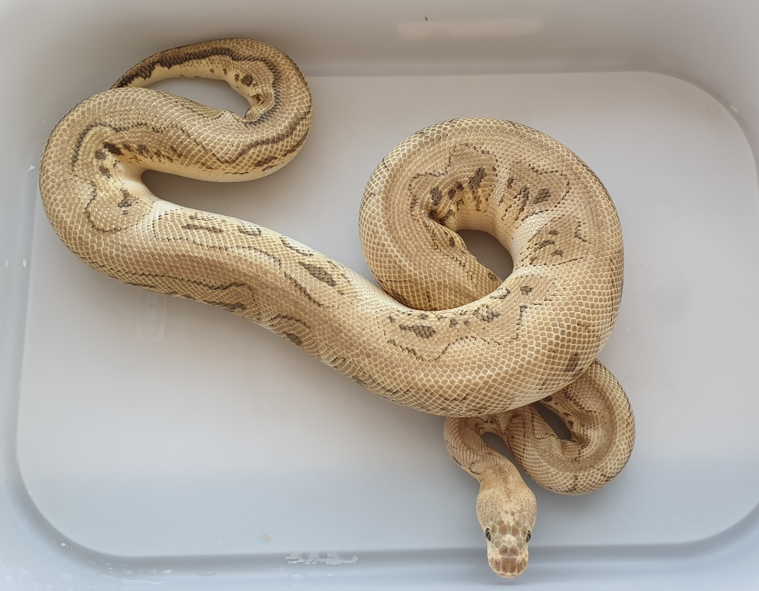 Phantom Pastel Clown Ball Python by KAMS-PythonWorld - MorphMarket