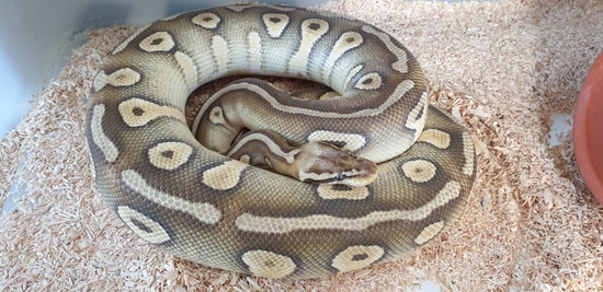Superpastel Mojave Vanilla Het Clown Ball Python by KAMS-PythonWorld