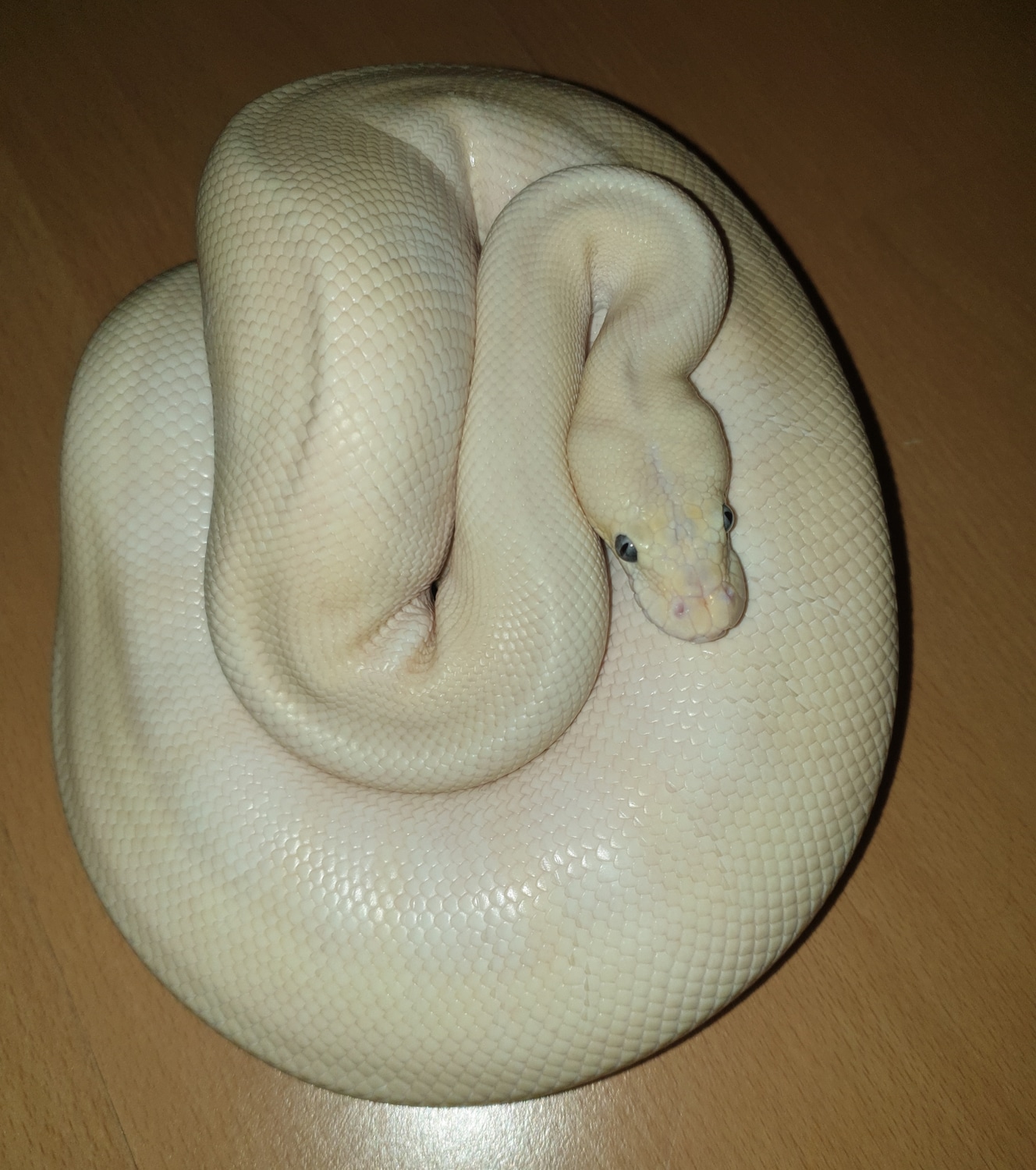 Super Phantom Pastel Fire Clown Ball Python by KAMS-PythonWorld ...