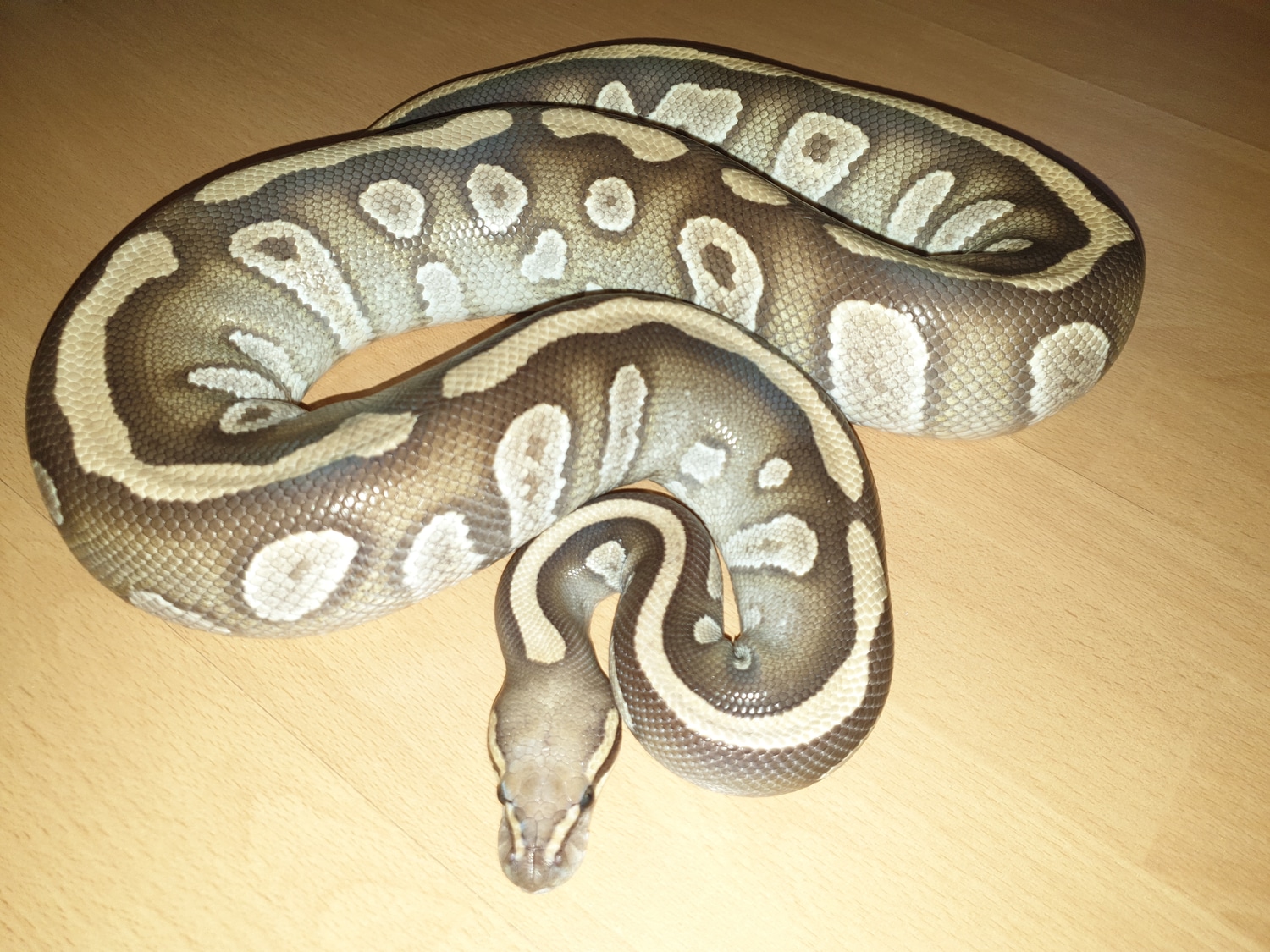 Mojave Vanilla Het Clown Ball Python by KAMS-PythonWorld - MorphMarket