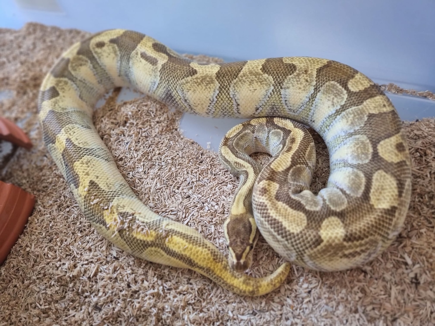 Enchi Lesser Ball Python by KAMS-PythonWorld - MorphMarket