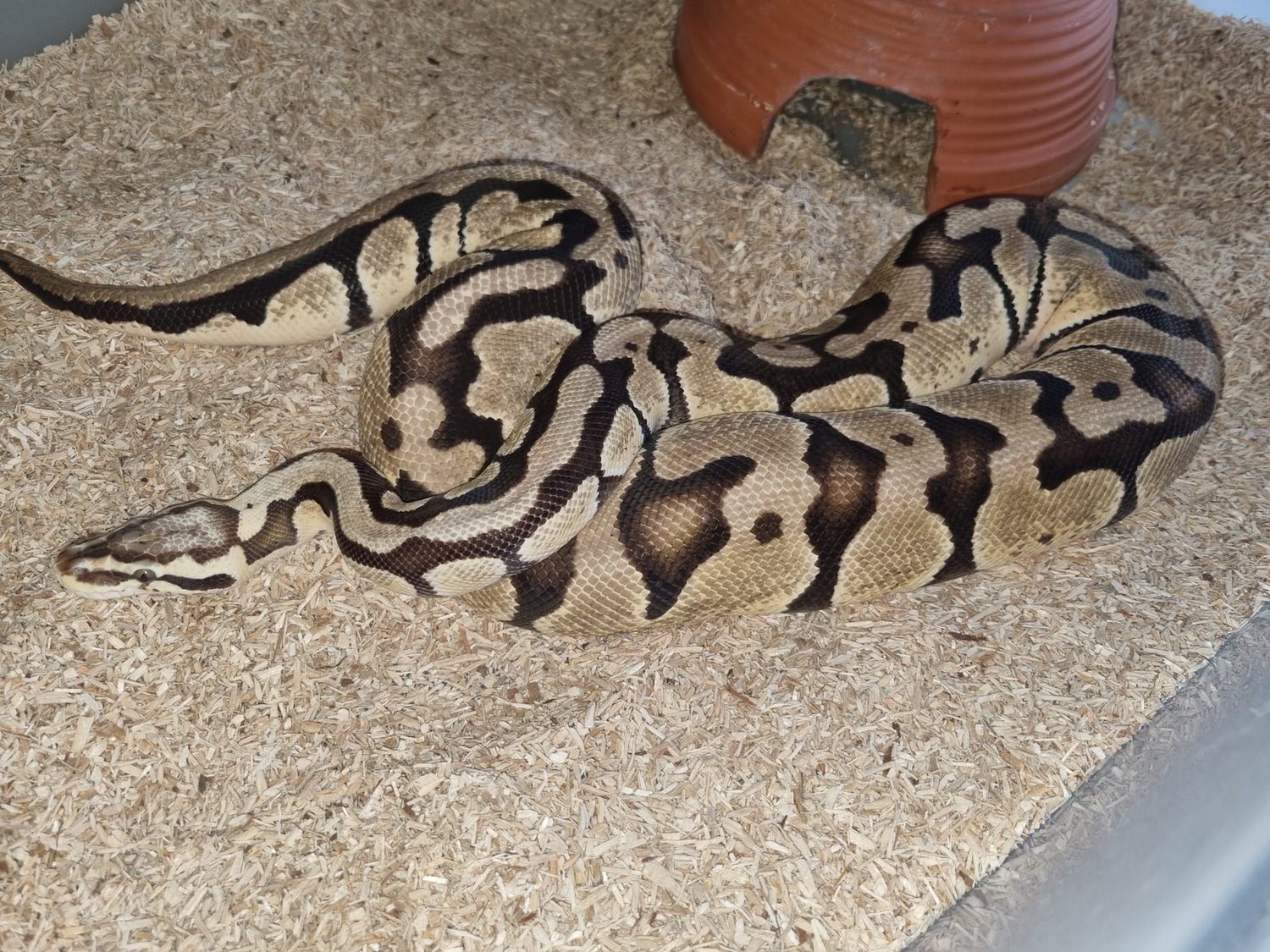 Vanilla Pastel Het Clown Ball Python by KAMS-PythonWorld - MorphMarket