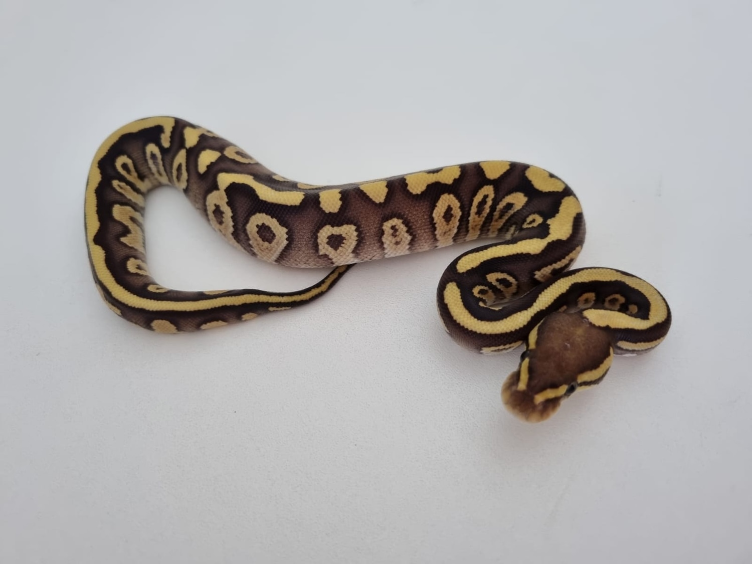 Phantom Fire Het Clown Ball Python by KAMS-PythonWorld - MorphMarket