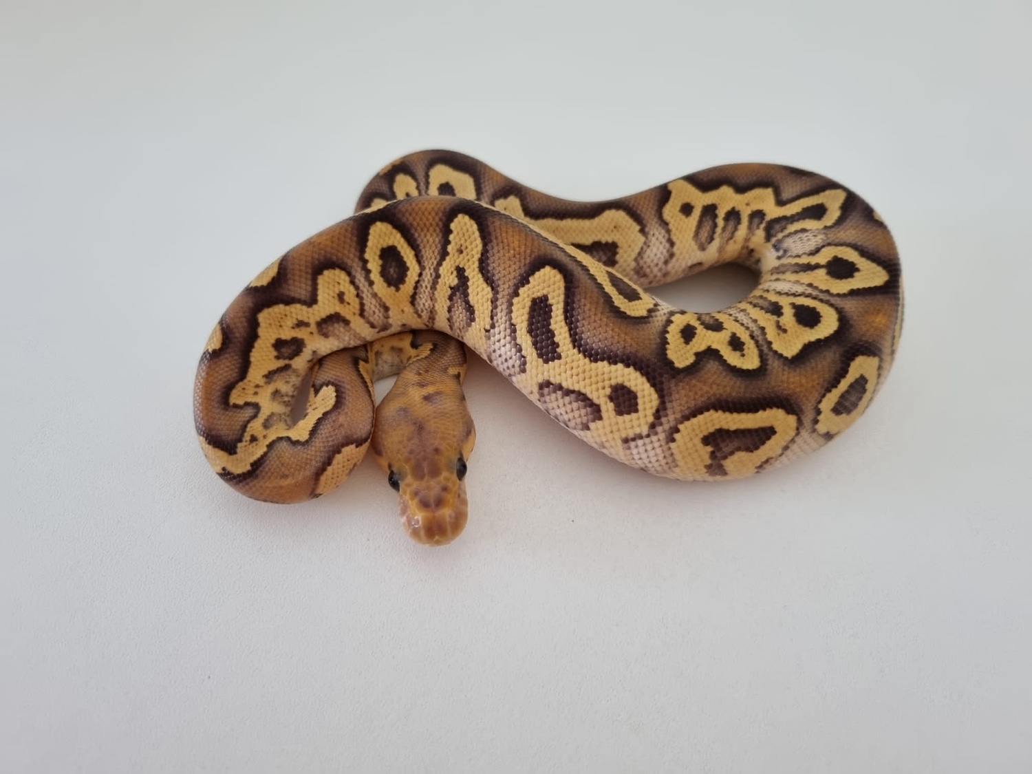 Phantom Vanilla Clown Ball Python by KAMS-PythonWorld - MorphMarket