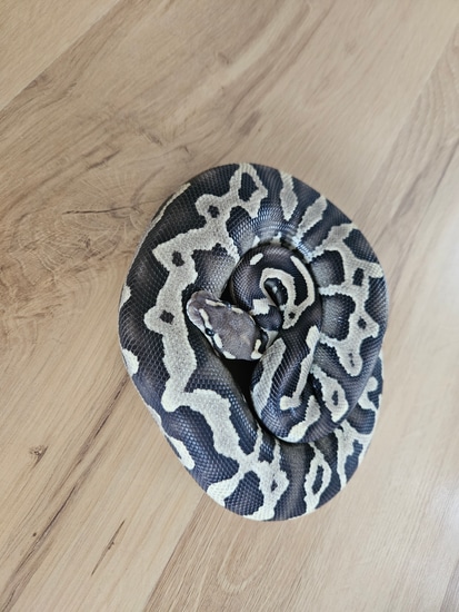 Phantom Leopard Het Clown Ball Python by KAMS-PythonWorld