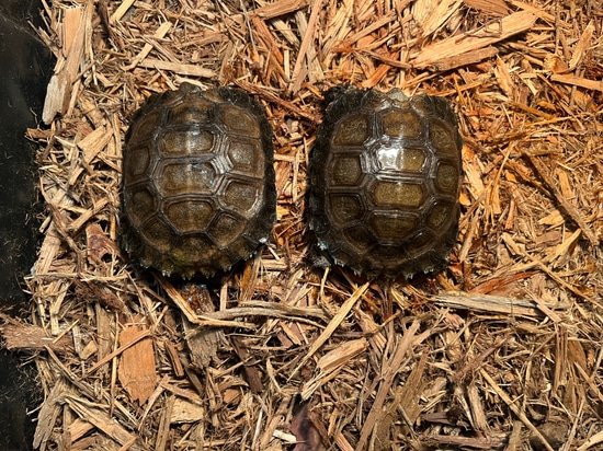 Black Mountain Tortoise Asian Brown Tortoise by Kam's Reptiles
