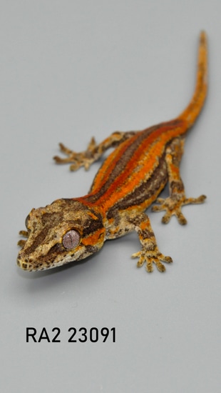 Red Orange Striped Gargoyle Gecko by Gargouilles
