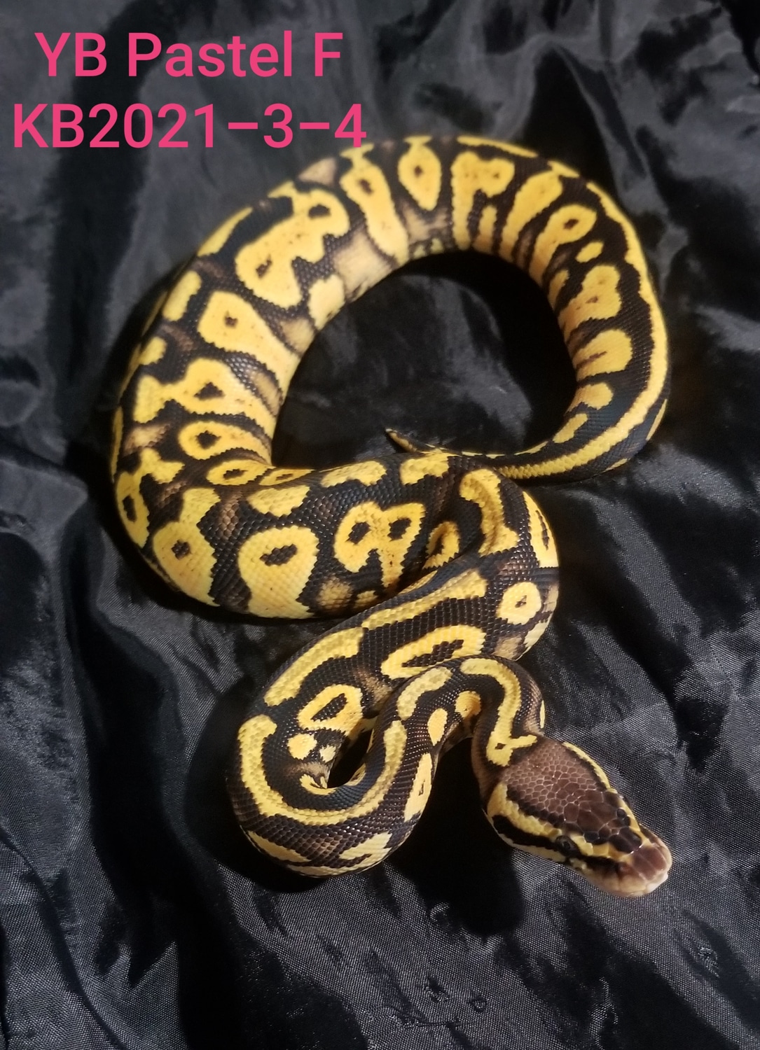 Pastel Yellow Bellow Ball Python by Kandi's Balls - MorphMarket