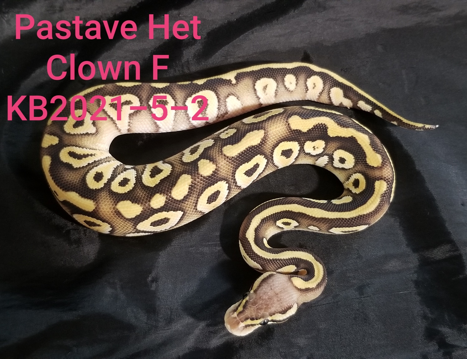 Pastave Het Clown Ball Python by Kandi's Balls - MorphMarket