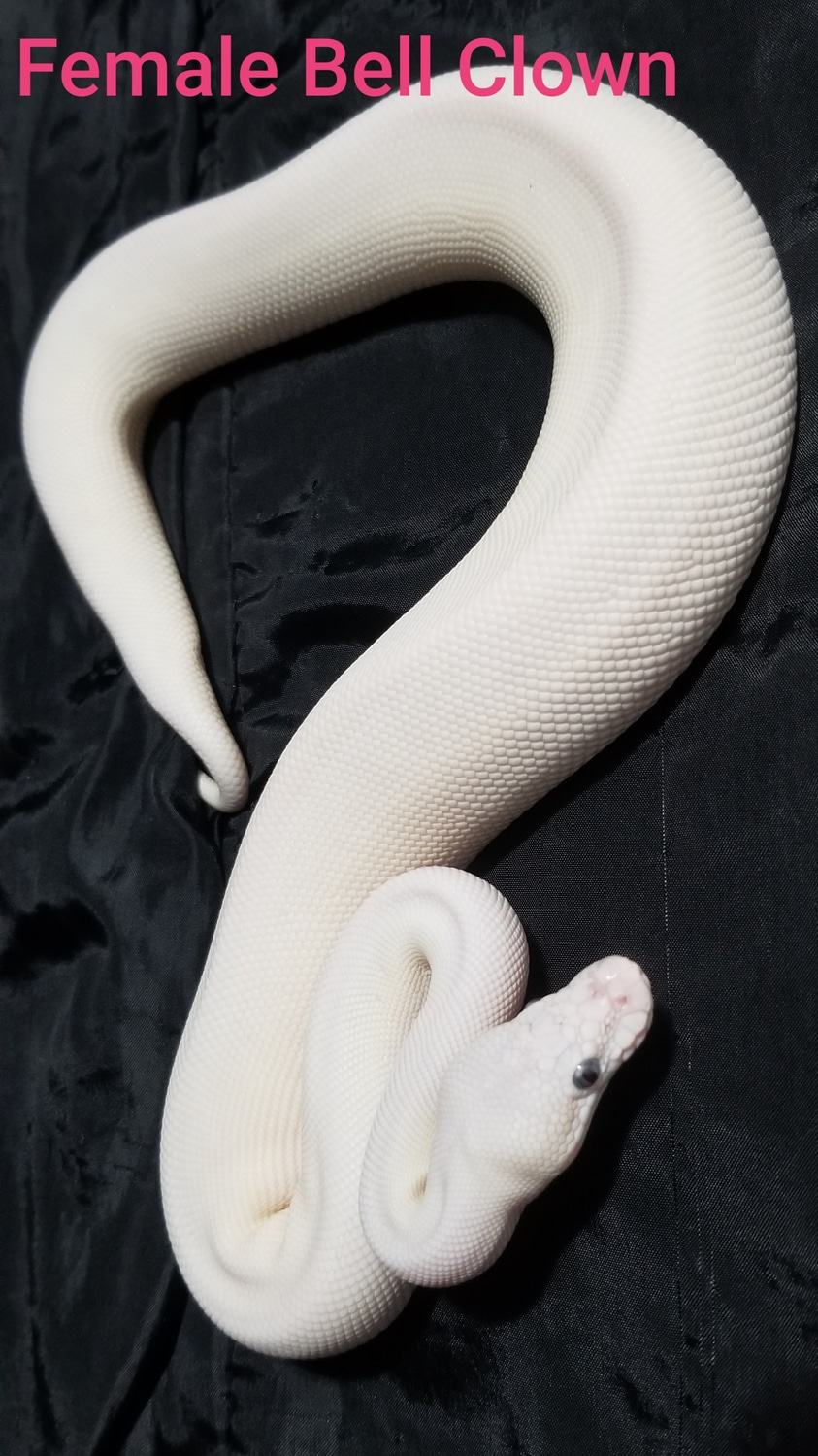 Bel (Mojave Lesser) Clown Ball Python by Kandi's Balls - MorphMarket