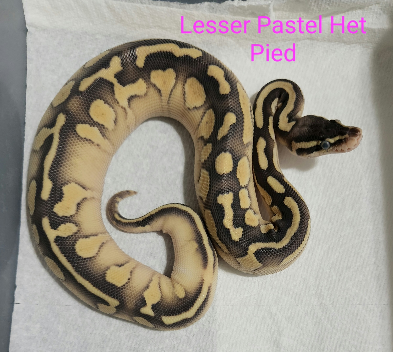 Lesser Pastel Het Pied Ball Python by Kandi's Balls - MorphMarket