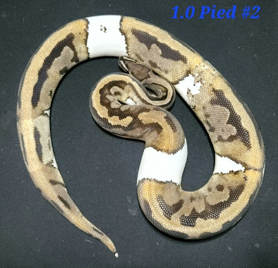 Piebald Ball Python by Kandi's Balls