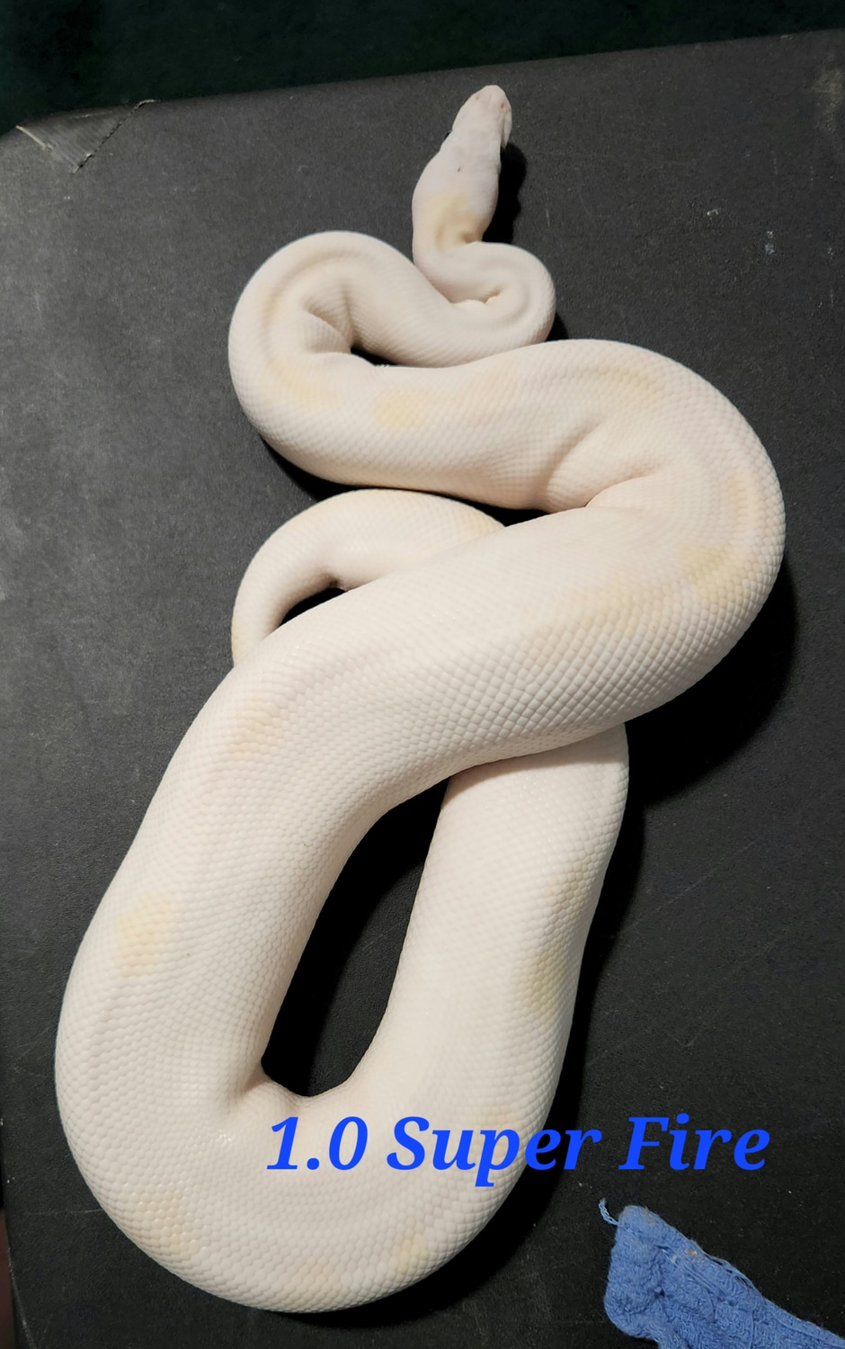 Super Fire Ball Python by Kandi's Balls - MorphMarket