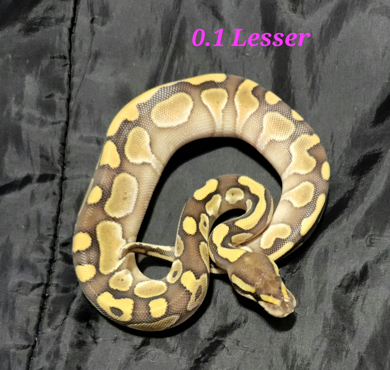 Lesser Ball Python by Kandi's Balls - MorphMarket