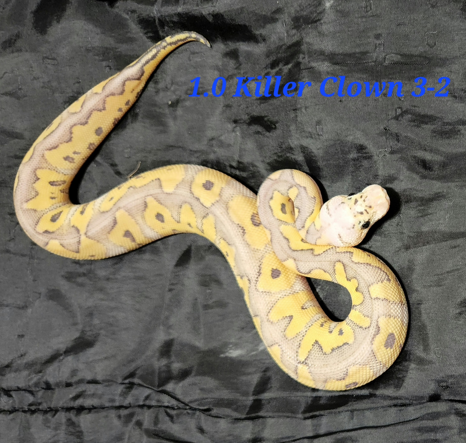 Killer Clown Ball Python by Kandi's Balls - MorphMarket