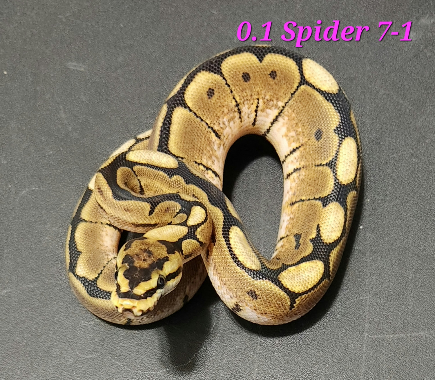 Spider Ball Python by Kandi's Balls - MorphMarket