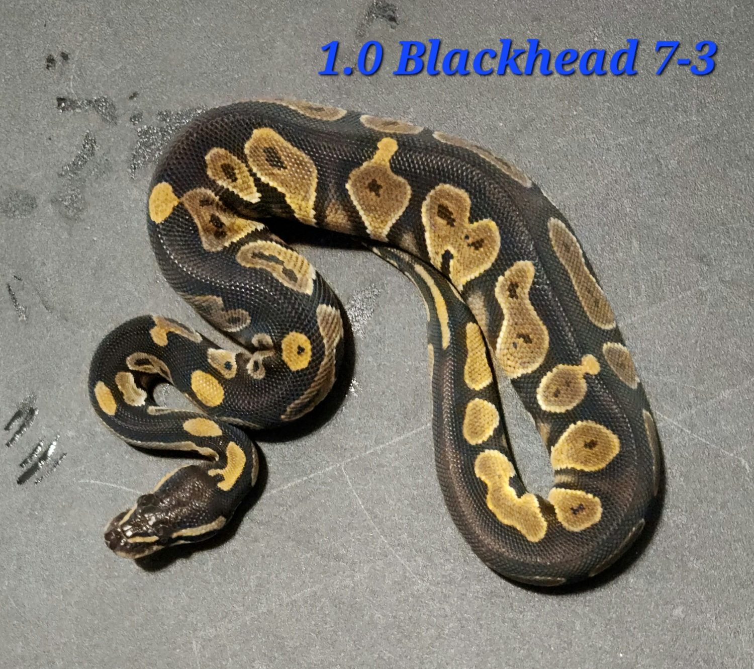 Blackhead Ball Python by Kandi's Balls - MorphMarket