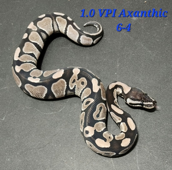 VPI Axanthic Ball Python by Kandi's Balls