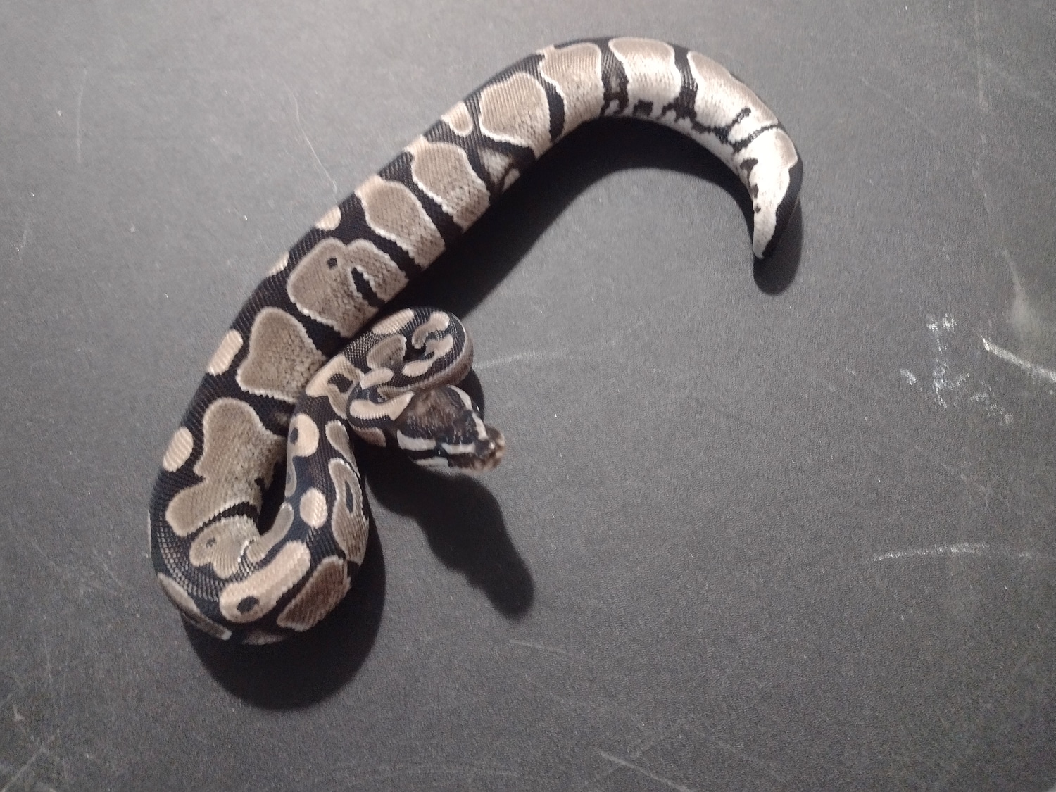 Vpi Axanthic Ball Python by Kandi's Balls - MorphMarket
