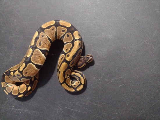 Het Clown Ball Python by Kandi's Balls